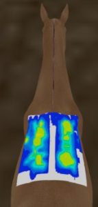 Dynamic Equine Saddle Fitting | Your horse will thank you for it.